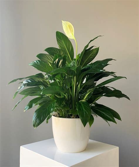 Top 25 Peace Inspired Flowers For Your Garden Complete Gardening
