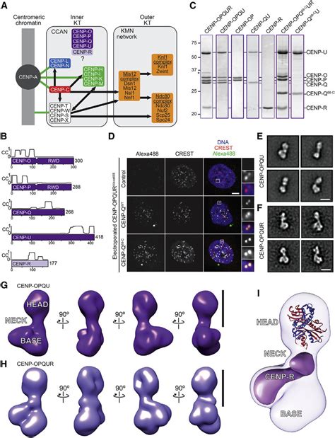 Reconstitution And Characterization Of The Human Cenp O Complex A