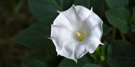 How To Grow Moon Flower Expert Tips For Planting And Care