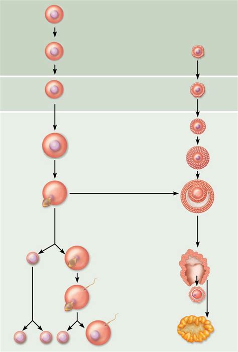 Follicle Development Diagram Quizlet