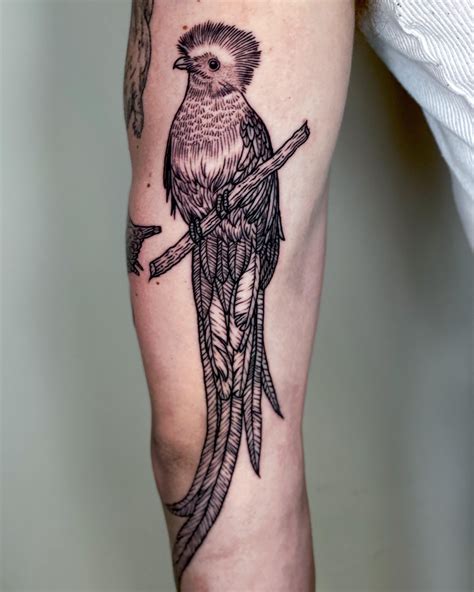 Quetzal Tattoo Black And White Symbolism Design And Meaning