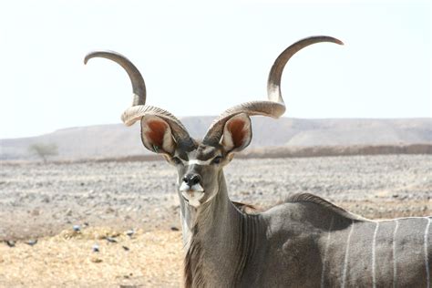 Kudu Wallpapers Wallpaper Cave