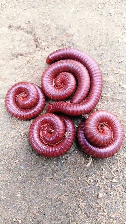 Millipede V302 Youtube