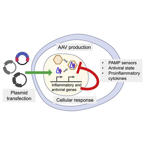 Production Of Raav By Plasmid Transfection Induces Antiviral And Inflammatory Responses In