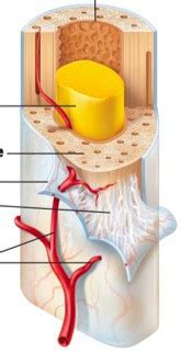 Lymphatic System Lab Quiz Flashcards Quizlet Lymphatic System Lab Quiz Flashcards Quizlet