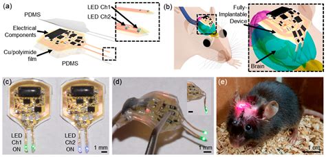 Wireless Optogenetic Microsystems Accelerate Artificial Intelligence