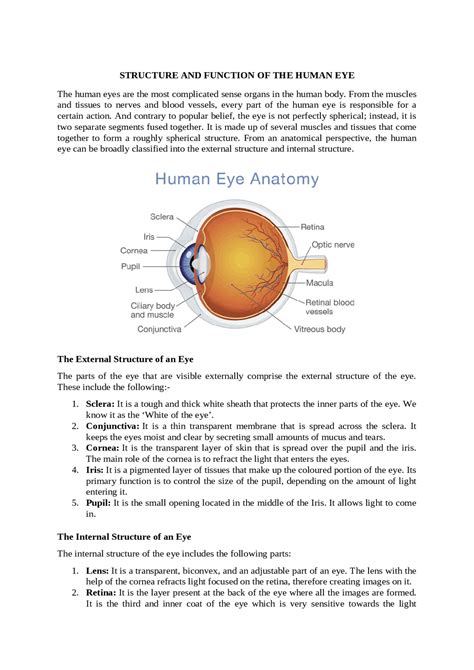 what are the parts of the human eye and their functions and functions