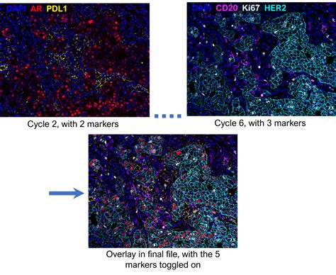 Phenocycler Codex Technology Innovative Translational Research