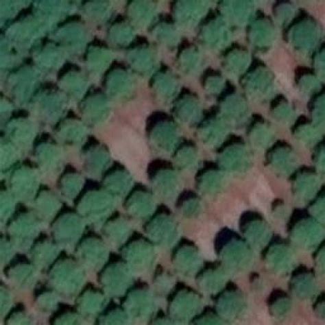 Tree Object Detection Dataset By Trees