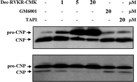 Processing Of Pro ANP And Pro CNP In Transfected LoVo Cells Download Scientific Diagram