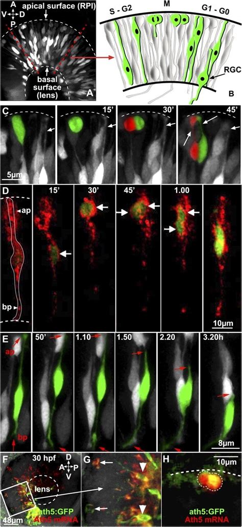 Ath5gfp Is Expressed In Both Mitotic And Differentiating Retinal