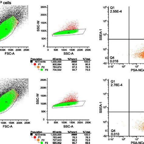 Purification Of Cells By Facs Bdnf Gfp Expressing Cells A And Download Scientific Diagram