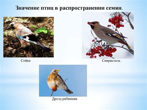 Значение птиц в природе и жизни человека - презентация онлайн