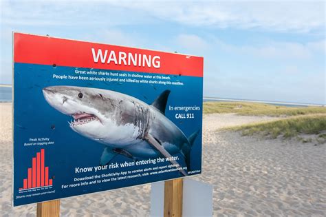 Great White Enigma In Search Of The Mediterraneans Giant Sharks