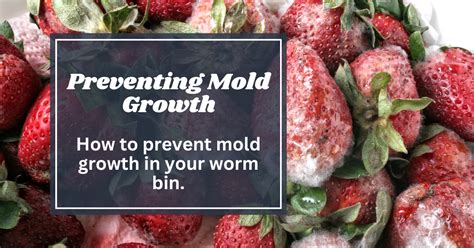 How To Prevent Excessive Mold Growth In Your Worm Bin The Worm Spot