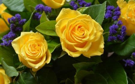 Yellow Roses Desktop Background Images Images Wallpaper Flower Wallpaper Desktop Wallpaper