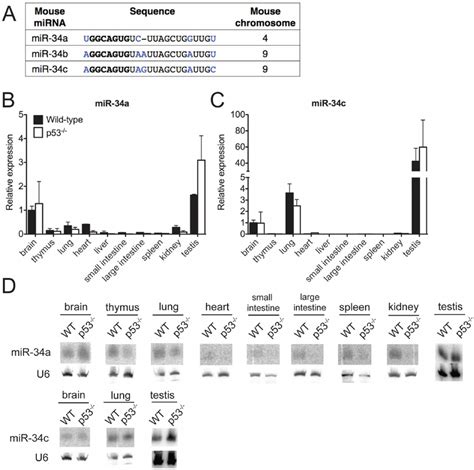 mir 34 expression in wild type and p53 2 2 mouse tissues a