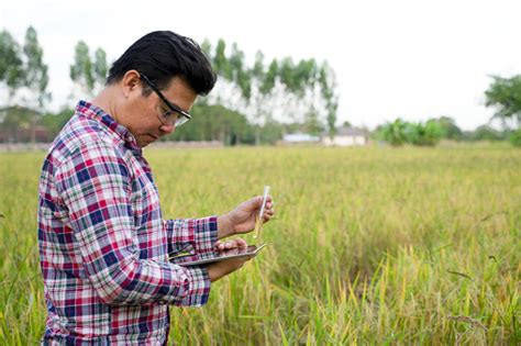 스마트 농업입니다 젊은 아시아 남성 농업 경제 학자 또는 농업 엔지니어 경제학 연구에 대 한 노트북으로 녹색 밥 분야를 관찰 합니다 농업과 기술 개념 Stem 주제에 대한
