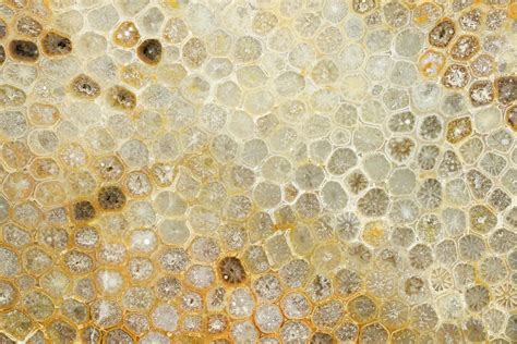 11 4 Polished Fossil Coral Slab Indonesia 121874 For Sale