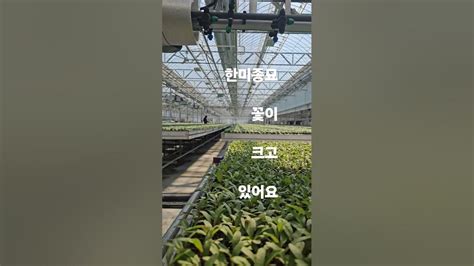 클라스만 상토를 사용하는 한미종묘 Youtube