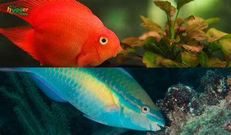 Fish Profile Do Parrot Fish Have Teeth Hygger