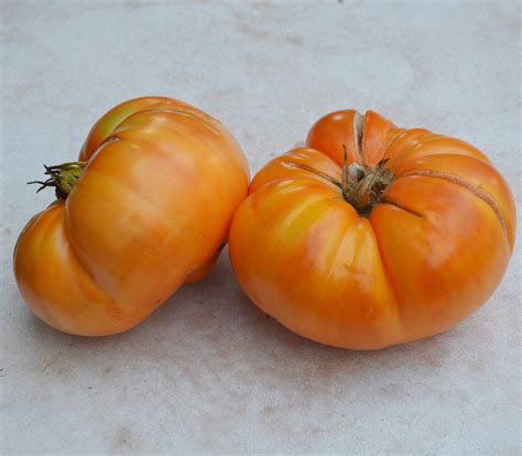 Summer Cider Apricot Tomato Seeds