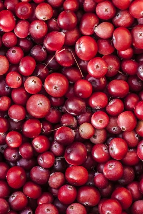 Forest Cranberries Close Up View Stock Image Image Of Flavour