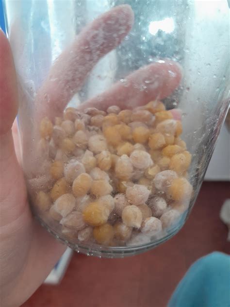 Actives Contamination This Is Contamination With Trichoderma R