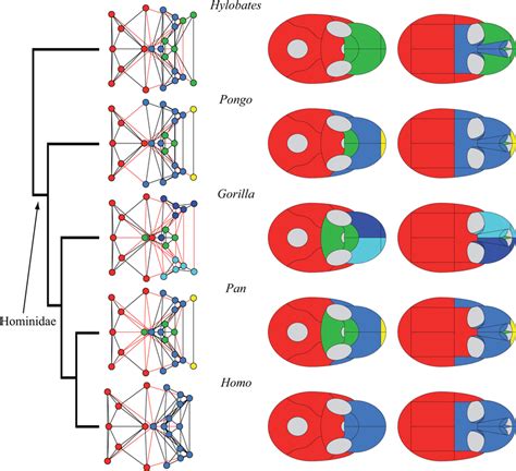 Connectivity Modules Identified In The Skull Of Cercopithecidae And
