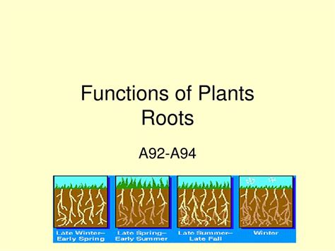 PPT Functions Of Plants Roots PowerPoint Presentation Free Download ID