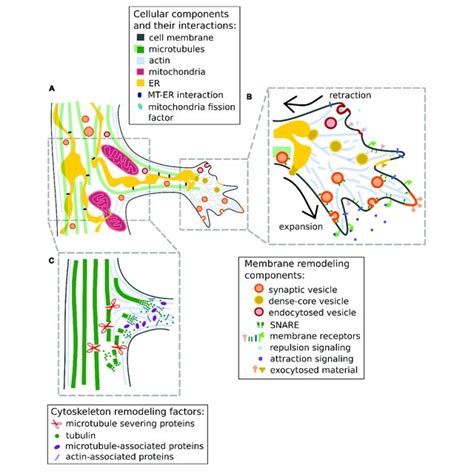 Cellular Processes During The Maturation Of Axon Branches A