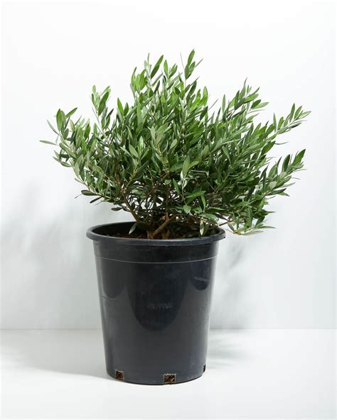 Dwarf Olive Tree Lafs Beauty