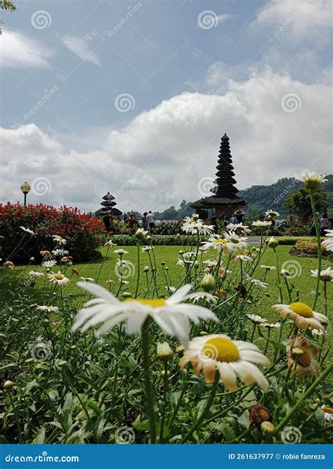 Flower Bedugul Bali Stock Image Image Of Lawn Bali 261637977