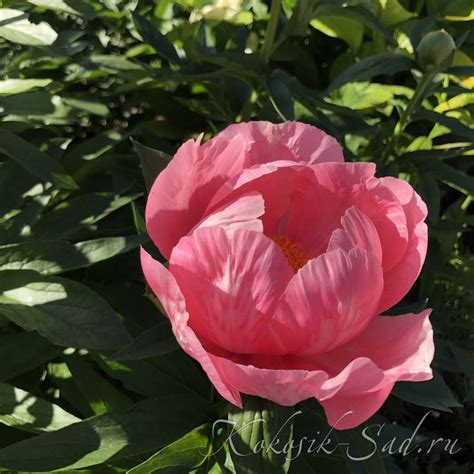 Lovely Rose (Лавли Роуз) - Коллекция пионов - Пионы - Каталог - Kokosik ...