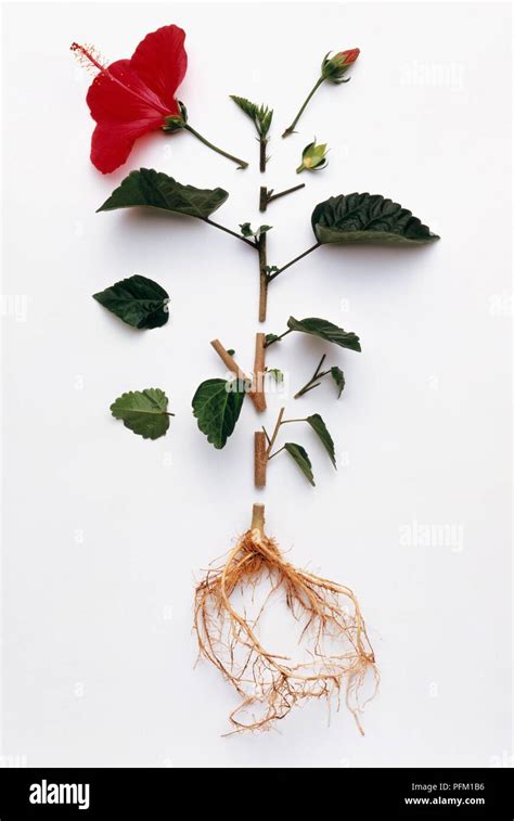 Plant Hibiscus Root At Brayden Hervey Blog