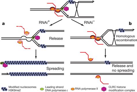 Replication Coupled Transcriptional Silencing Through Histone