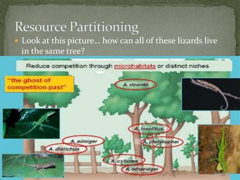 Ppt Community Ecology Powerpoint Presentation Free Download Id1951651