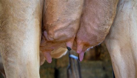 Detect Mastitis Then Diagnose It Nmc The Global Milk Quality