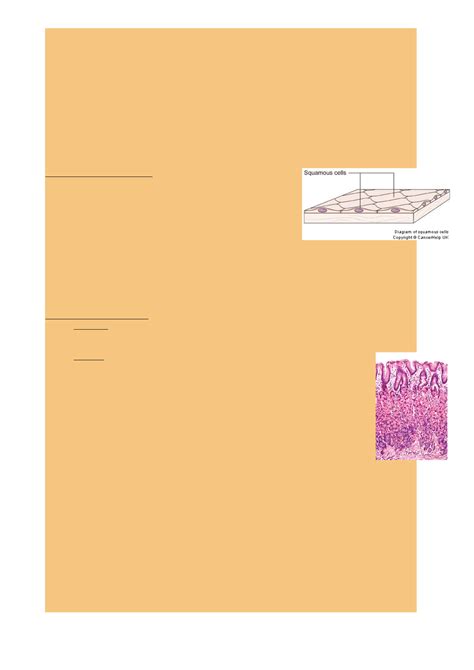 3 Unstratified Epithelium Definitions And Examples Of Squamous 3 Unstratified Epithelium Definitions And Examples Of Squamous