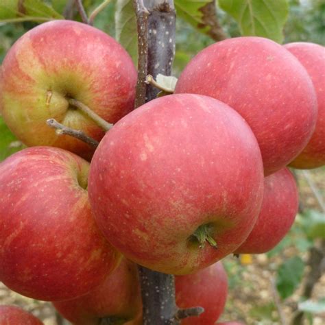 Elstar Apple Tree Roots Plants