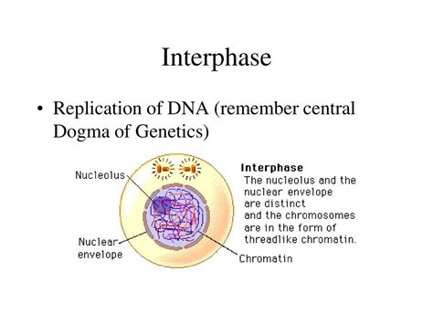 Mitosis Mitosis Is The Process Where The Nucleus Divides Stages Ppt