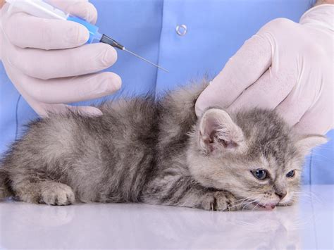 Комплексная вакцинация кошек и котов | Прививание в КК