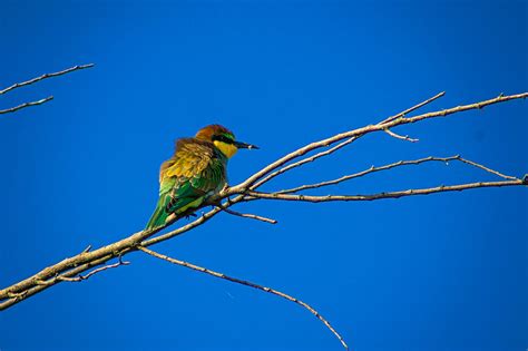Bee Eater Bird Nature Free Photo On Pixabay