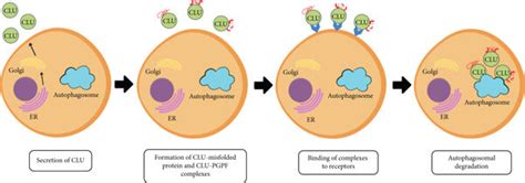 Schematic Representation Of Extracellular Role Of Clu In Misfolded Download Scientific Diagram