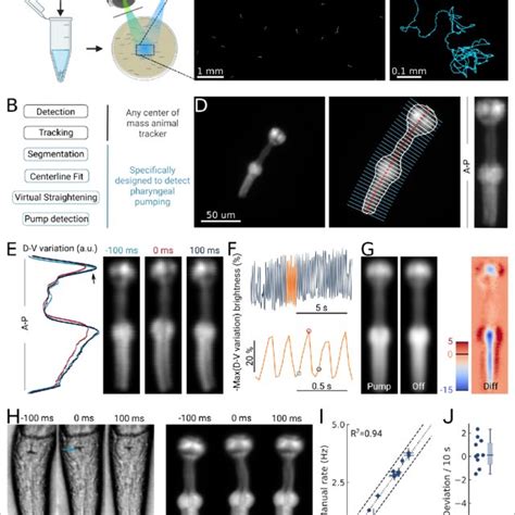 high throughput optical detection of pharyngeal pumping in moving