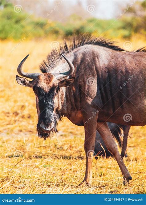 Blue Wildebeest In African Savanna Stock Image Image Of Elegant