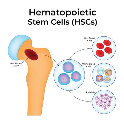 Hematopoietic Stem Cells Science Design Illustration Diagram 46263553