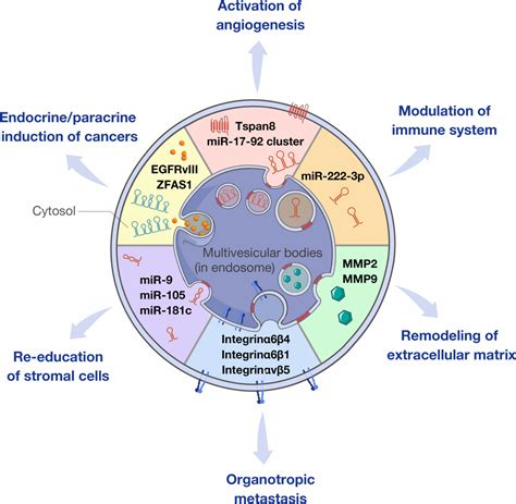 Exosomes In Cancer Development And Clinical Applications Tai 2018