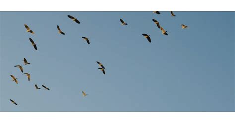 protecting migratory birds and their precious wetland habitat with aiot