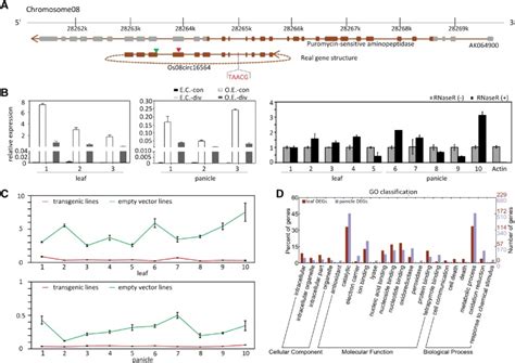 Transcriptome Wide Investigation Of Circular RNAs In Rice PMC